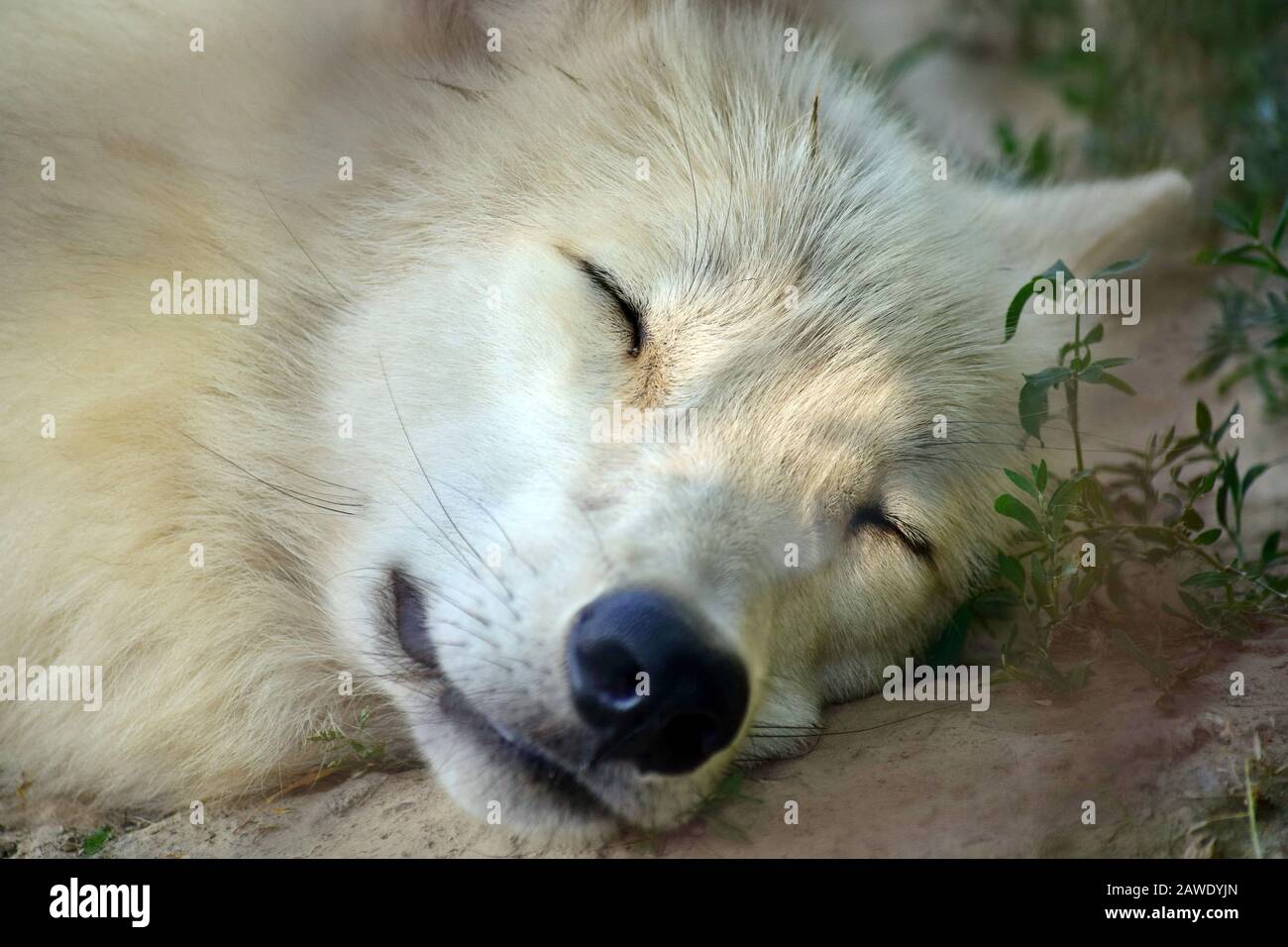 Baby Arctic Wolf Sleeping