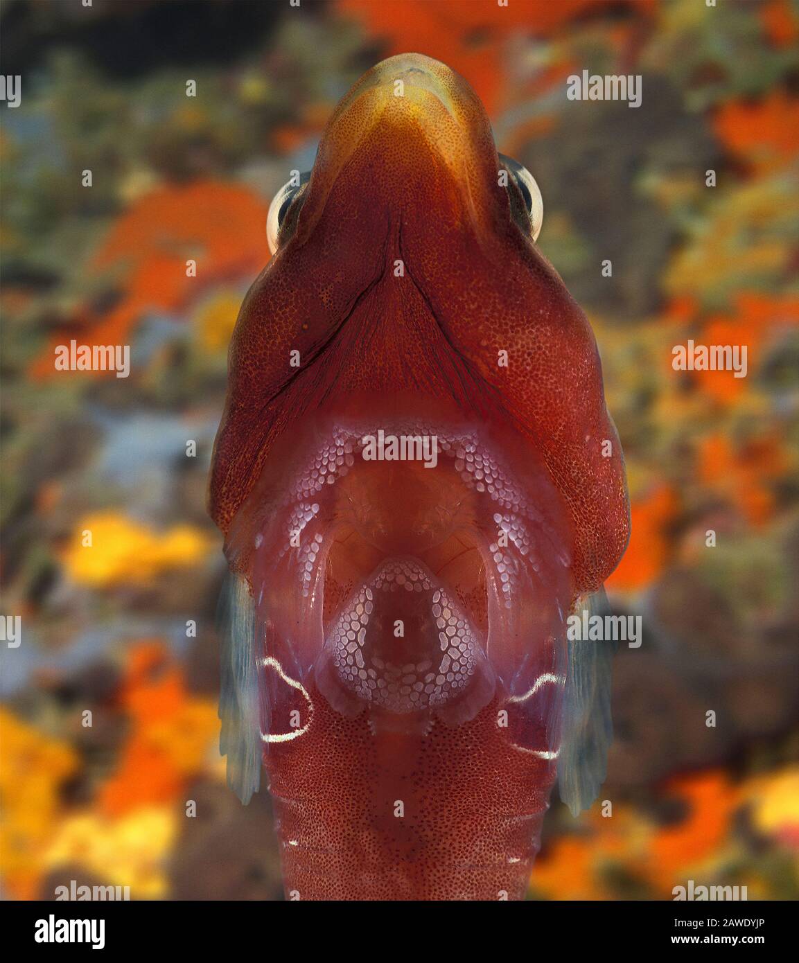 Ventral Fins High Resolution Stock Photography and Images - Alamy