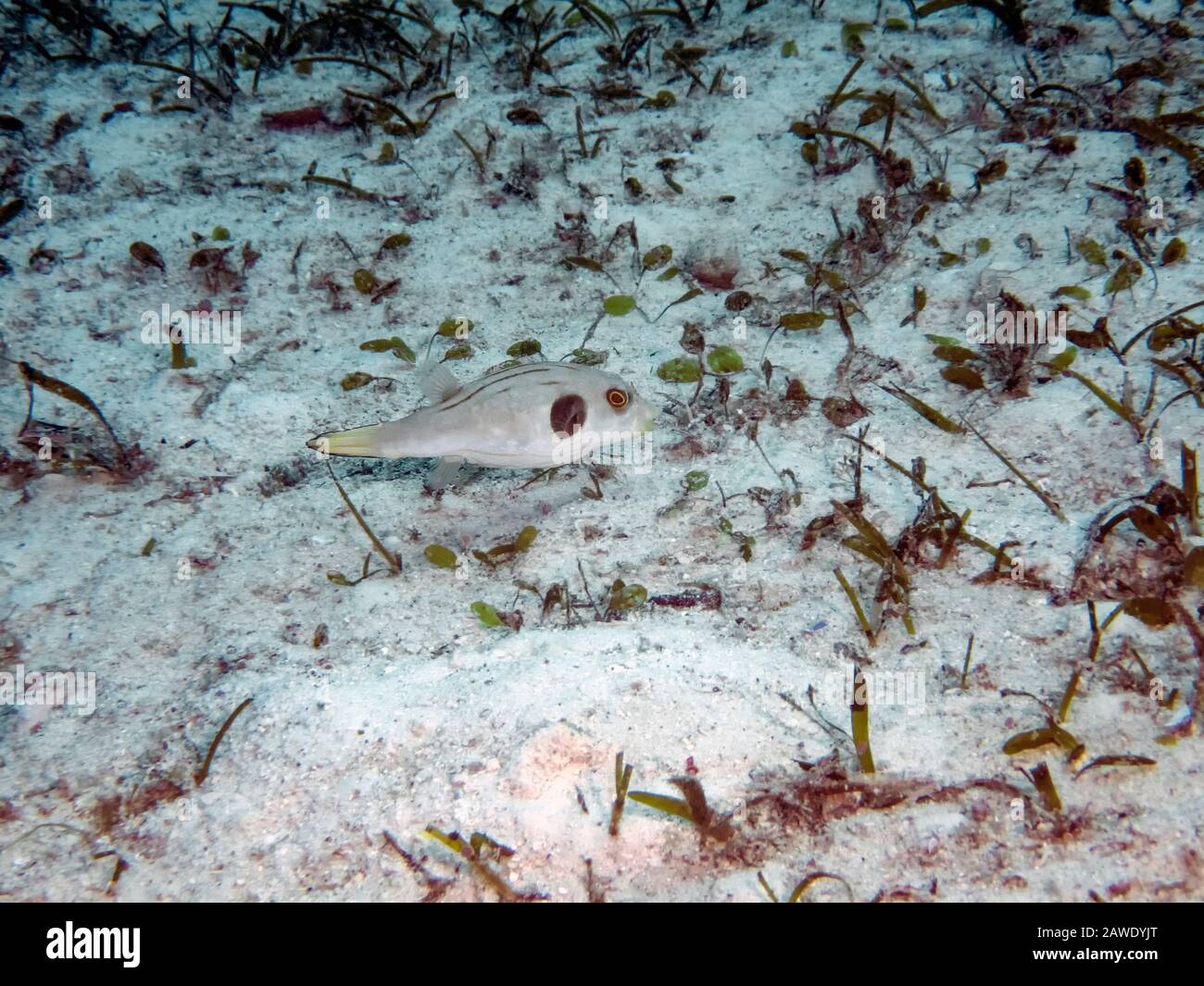 A Striped Puffer (Arothron manilensis Stock Photo - Alamy