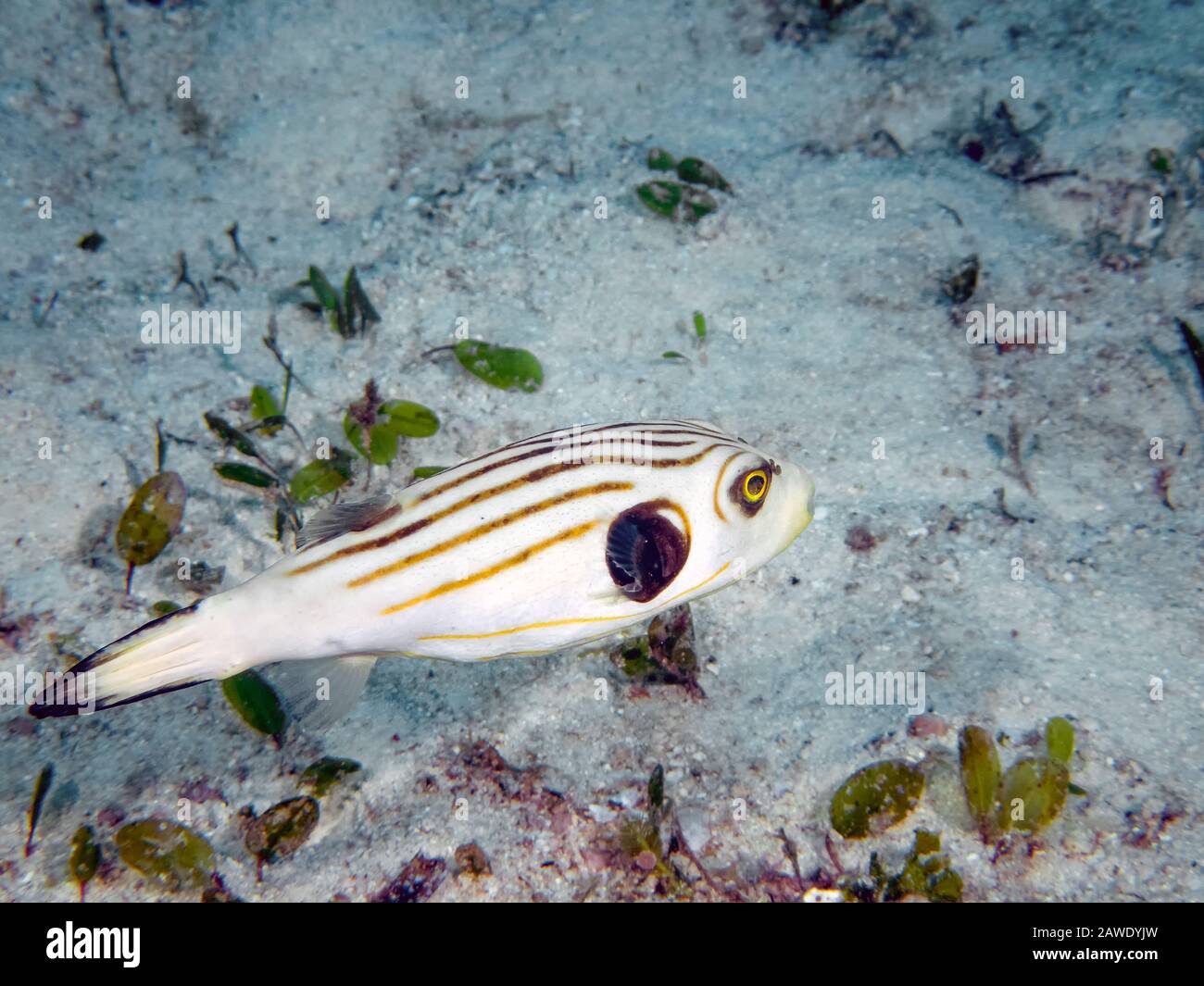 Striped Puffer High Resolution Stock Photography and Images - Alamy
