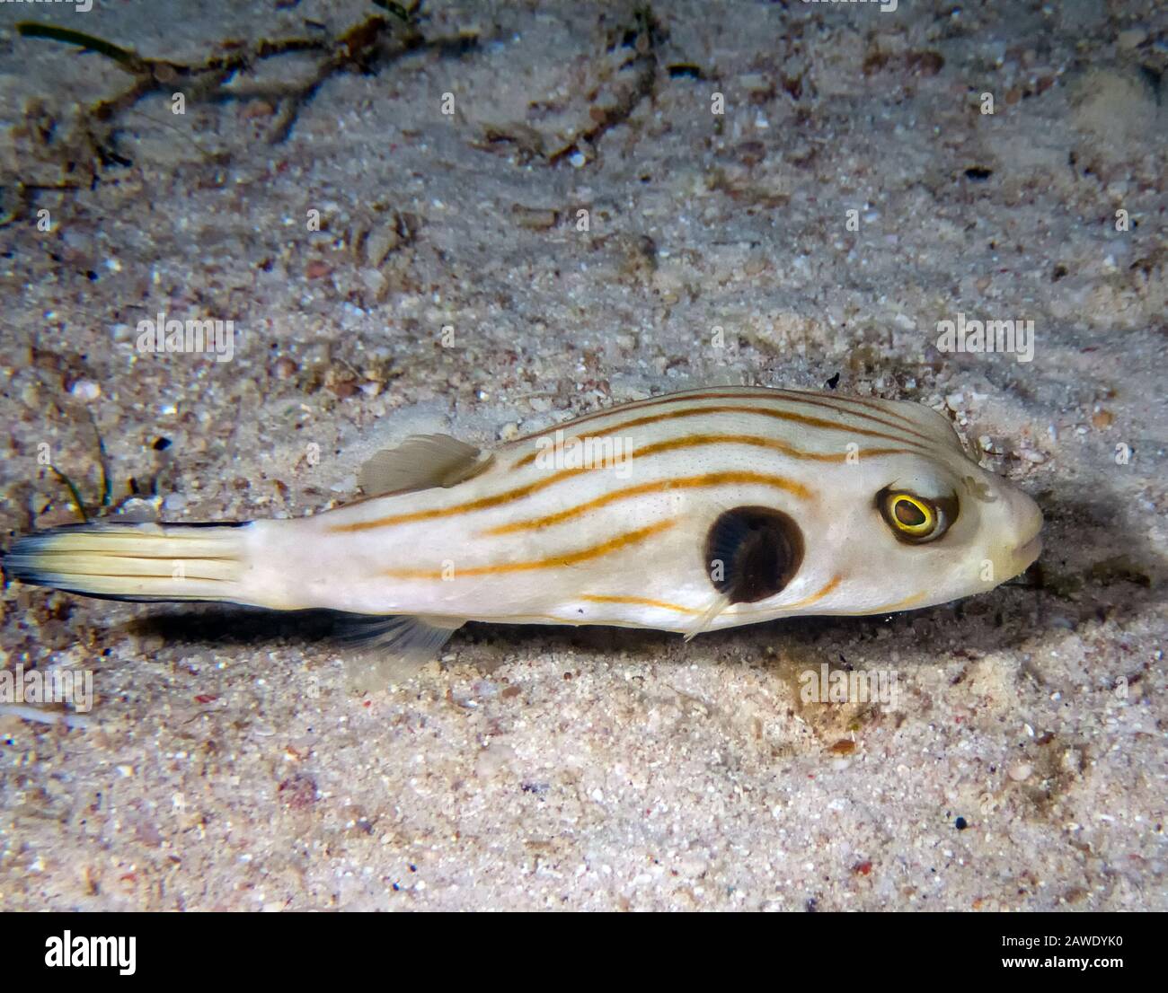 Puffer fish arothron manilensis hi-res stock photography and images - Alamy