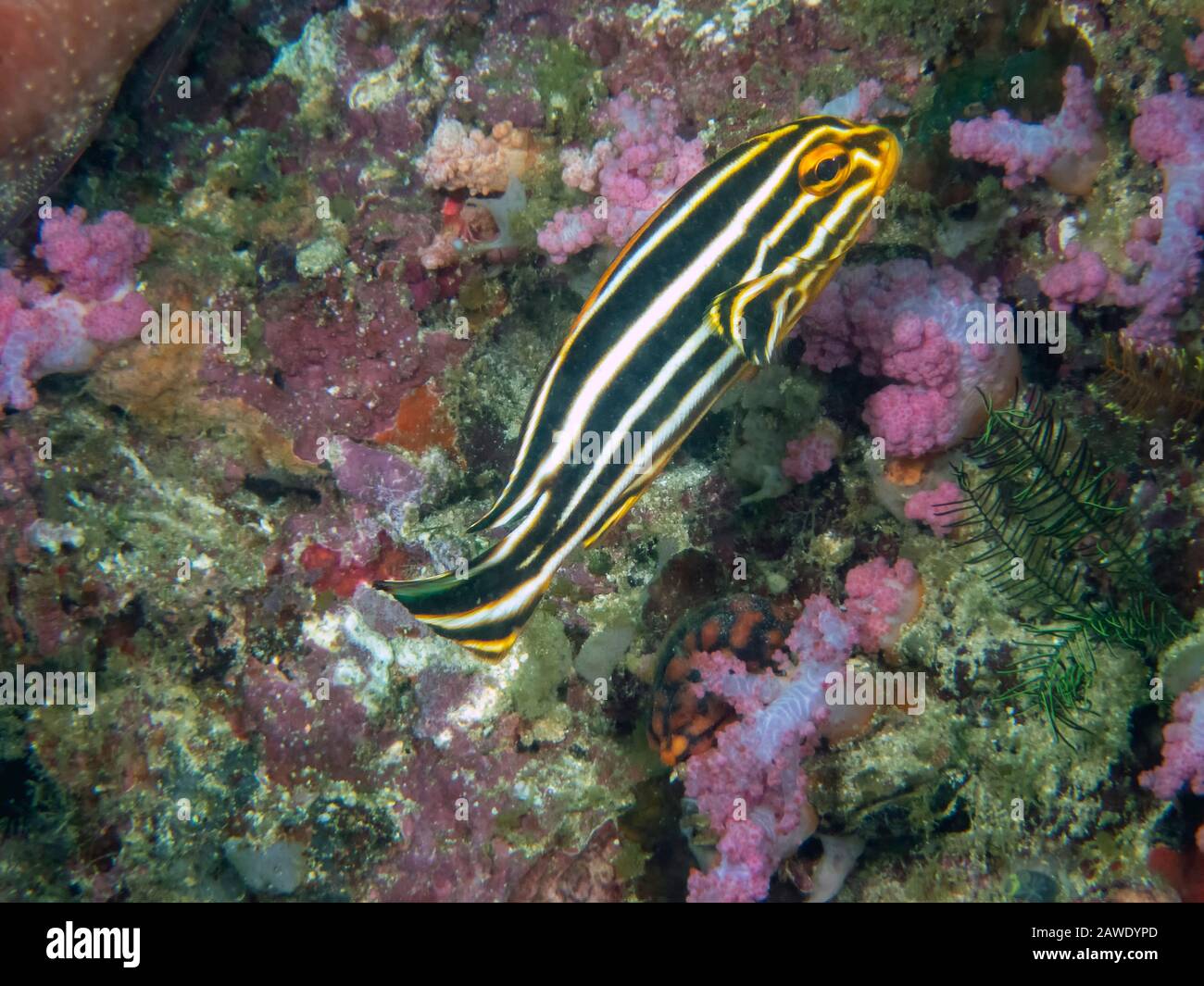 Plectorhinchus diagrammus hi-res stock photography and images - Alamy