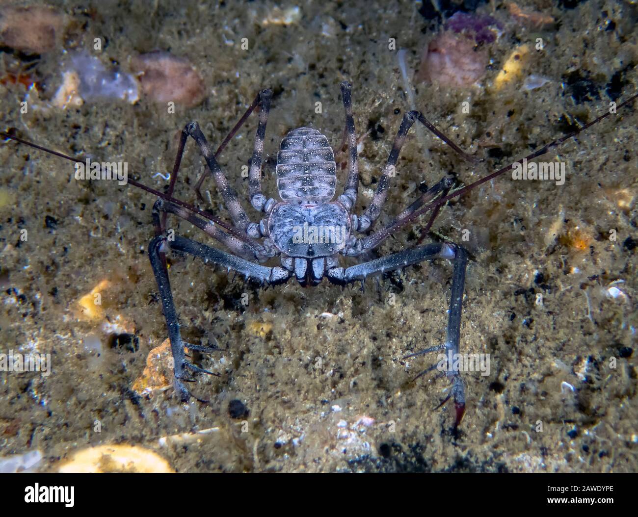 Whip spider hi-res stock photography and images - Alamy