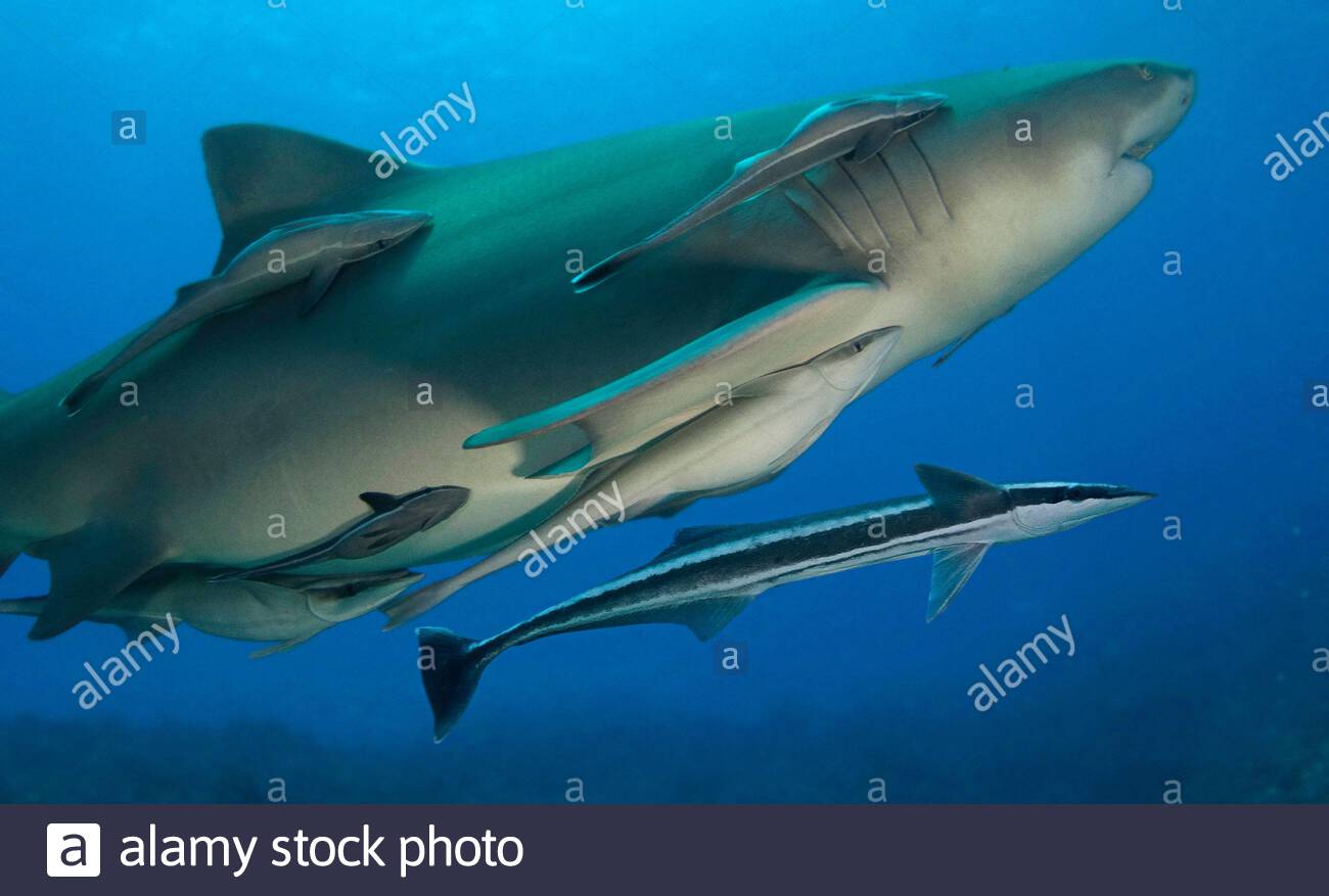 Sucking Fish High Resolution Stock Photography and Images - Alamy
