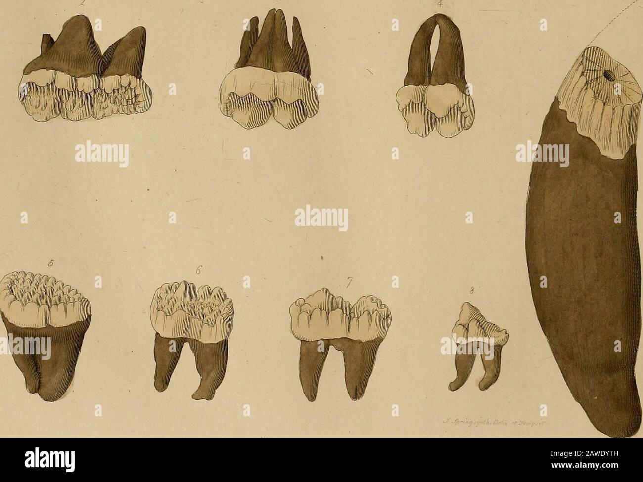 A pictorial atlas of fossil remains, consisting of coloured ...