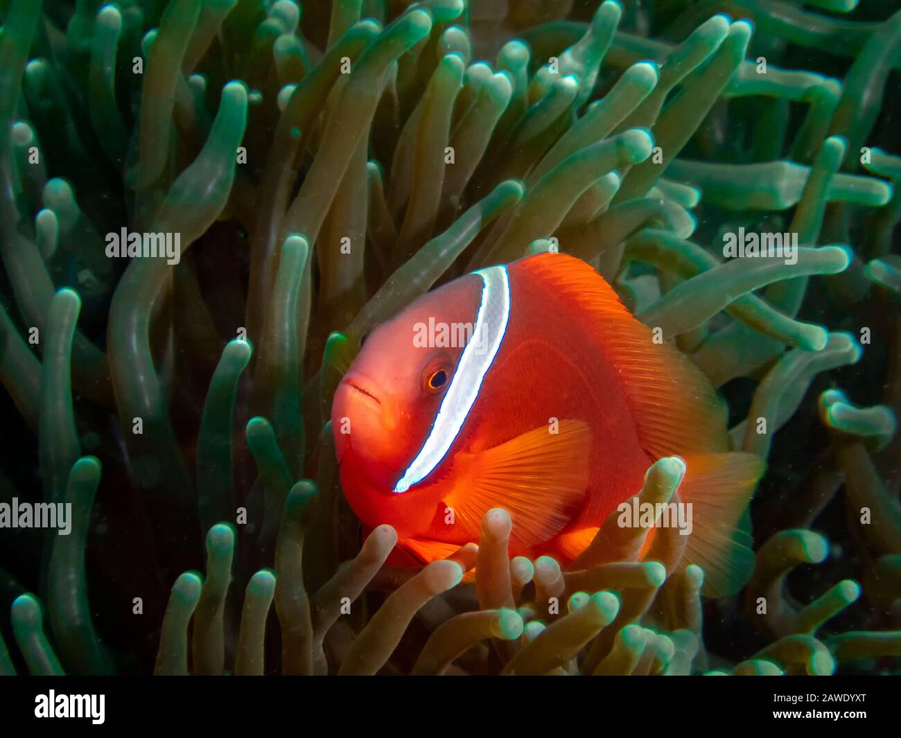 A Tomato Clownfish (Amphiprion frenatus Stock Photo - Alamy