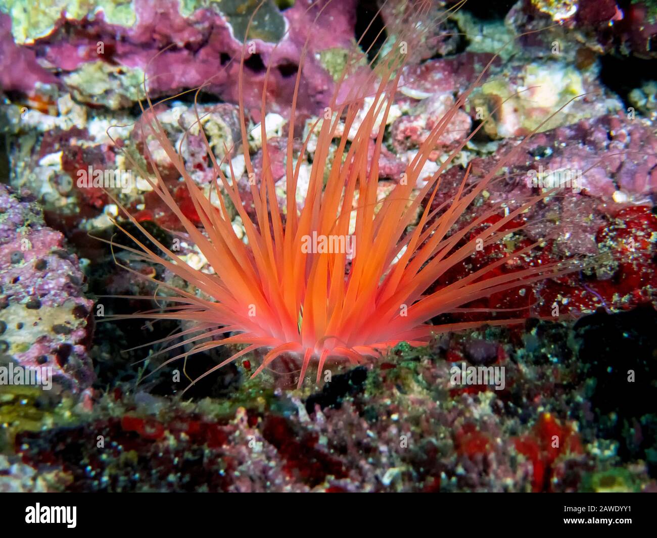 Tube Dwelling Anemone (Cerianthus sp Stock Photo - Alamy