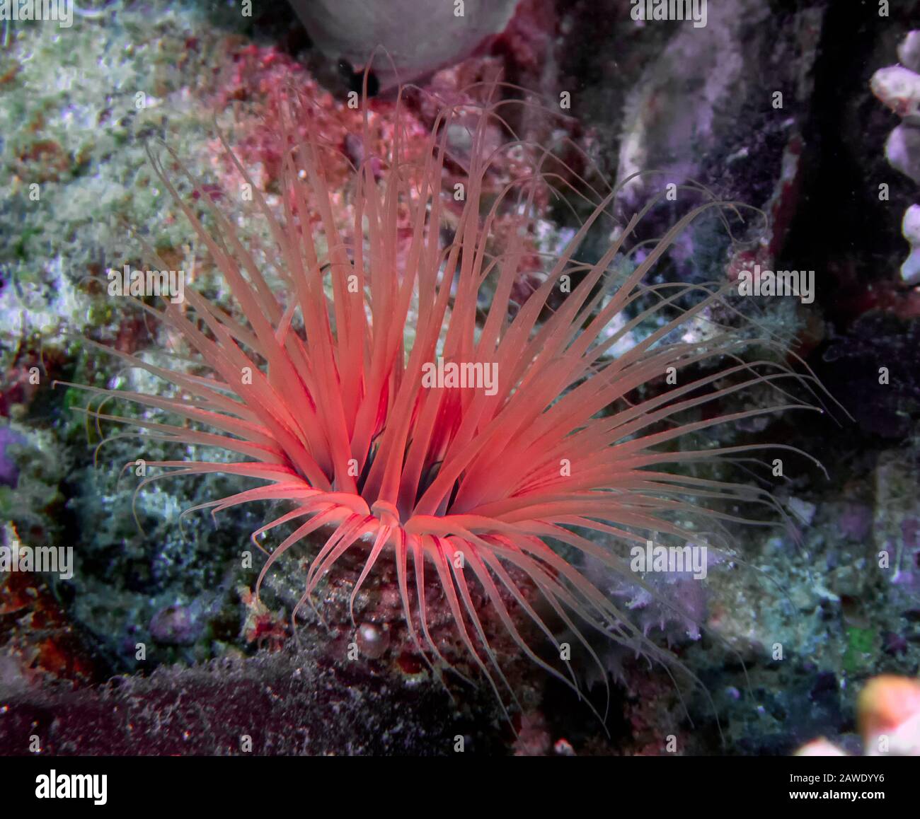 Tube Dwelling Anemone (Cerianthus sp Stock Photo - Alamy