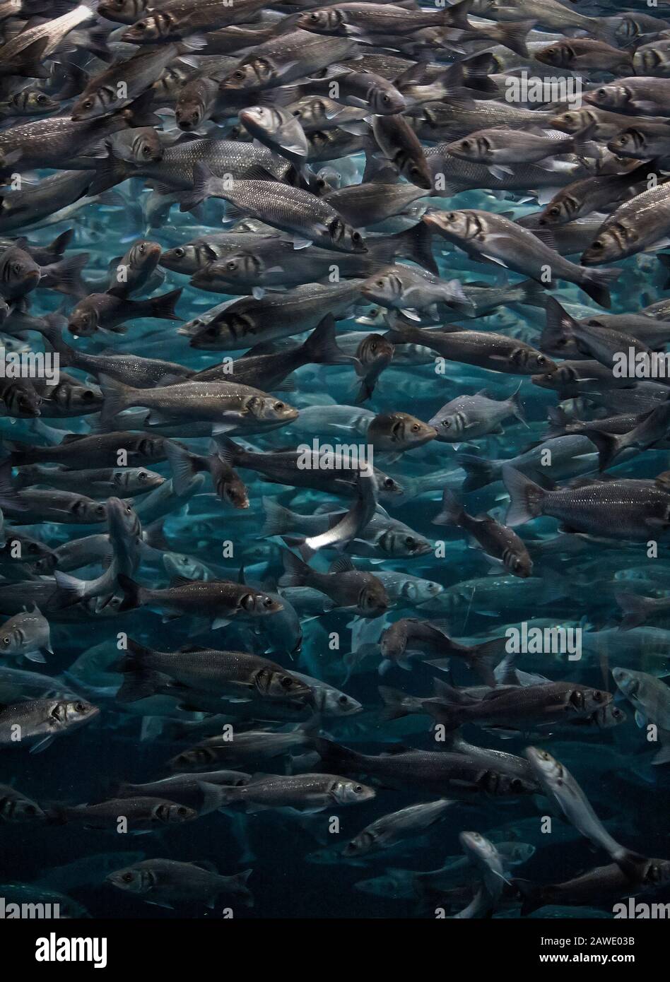 fish swarm swimming Stock Photo - Alamy