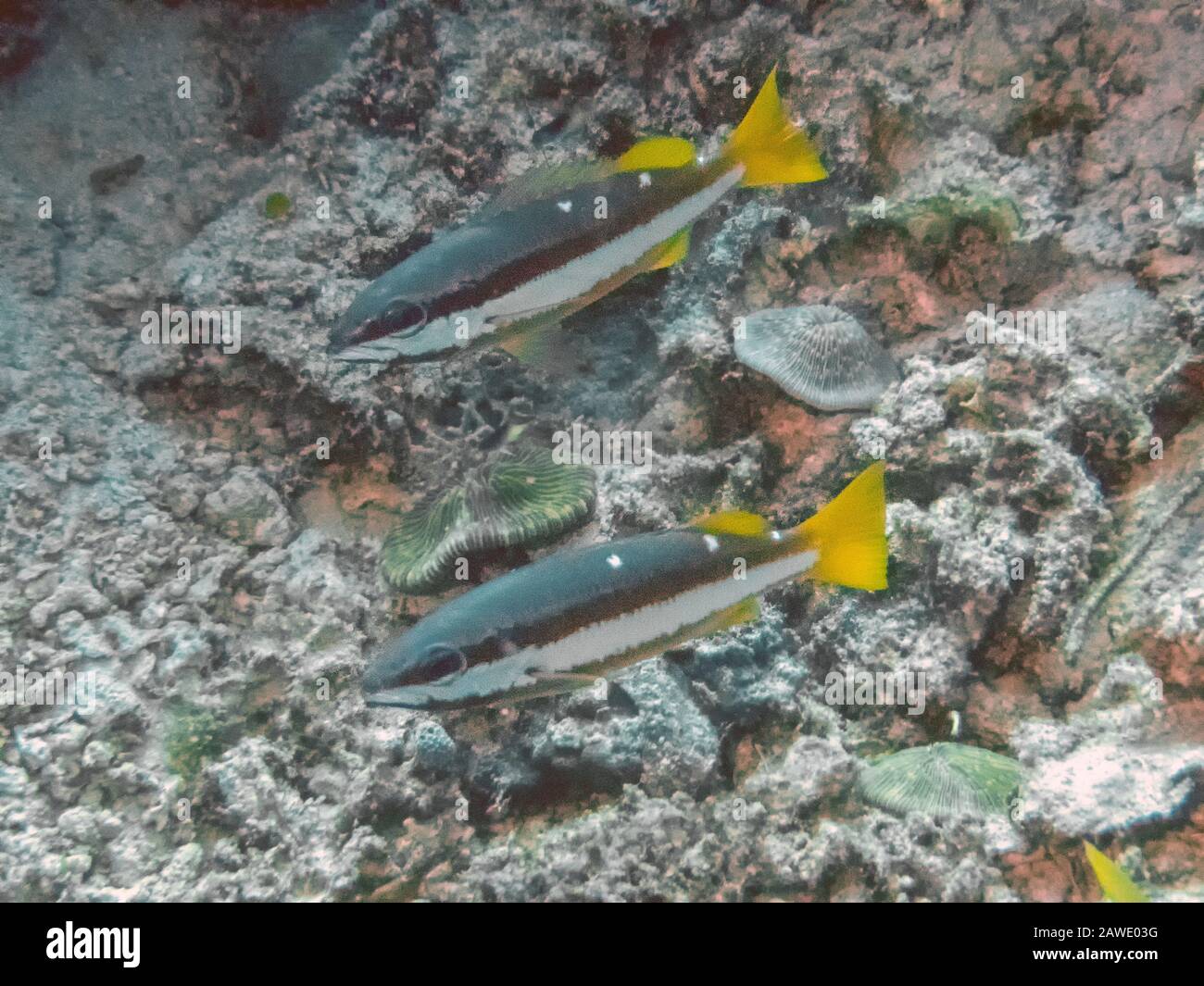 Two spot banded snapper hi-res stock photography and images - Alamy