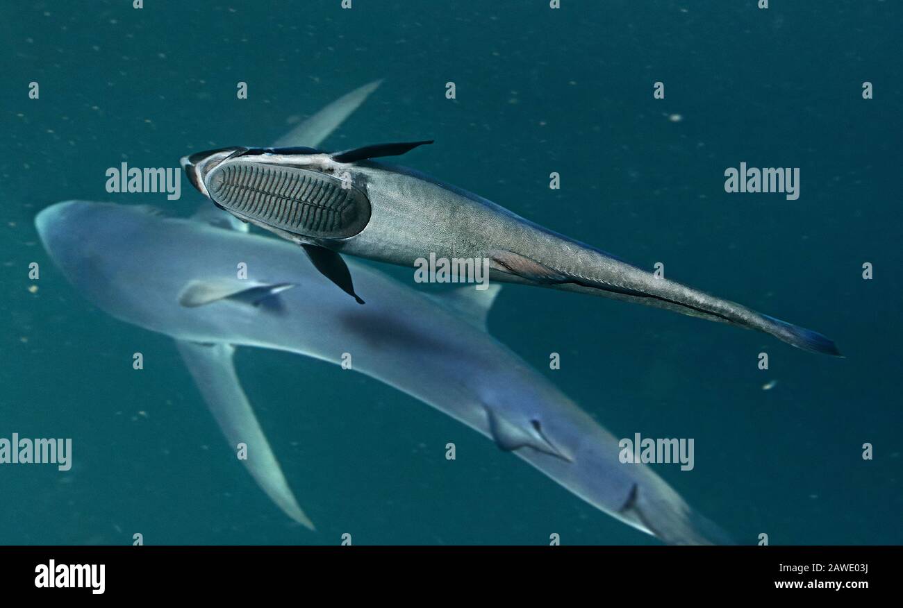 Live Sharksucker Echeneis Naucrates High Resolution Stock Photography ...