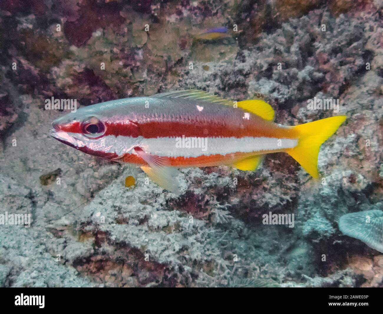 Two snapper hi-res stock photography and images - Alamy