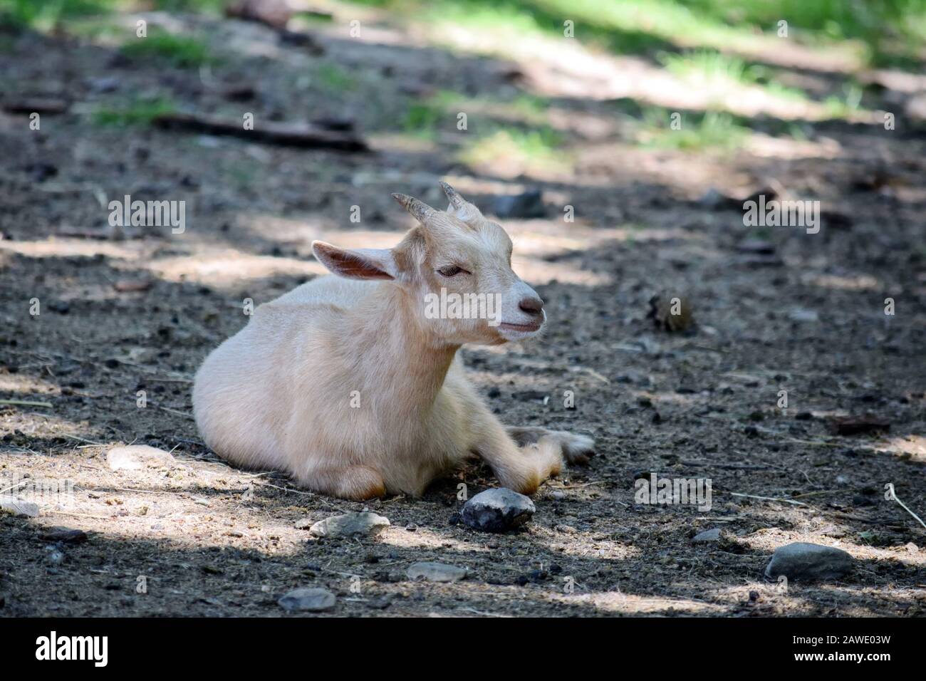 Small Baby Goat Capra Hircus Lying on Ground Portrait Stock Photo - Alamy