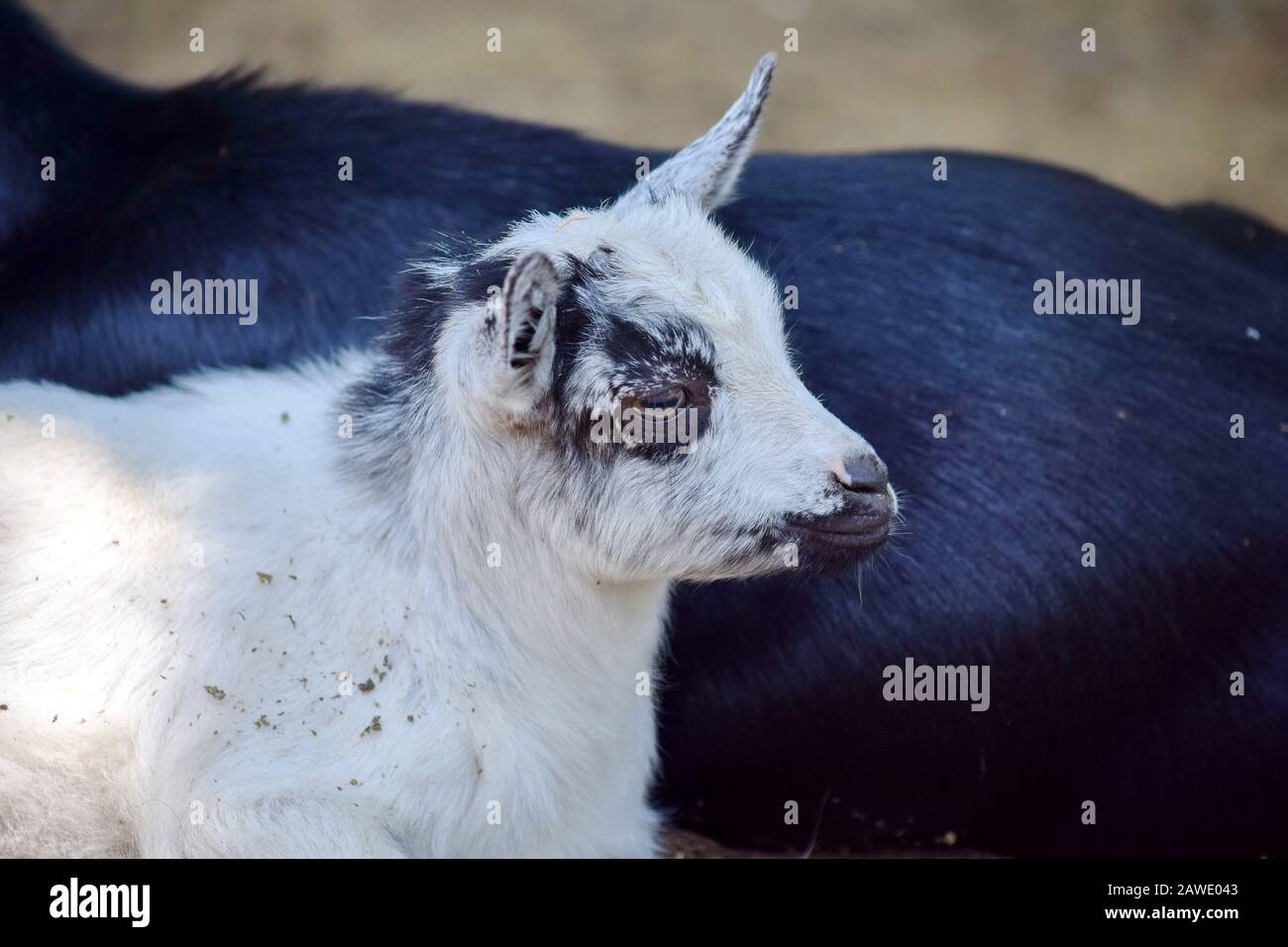 Wild goat capra aegagrus hi-res stock photography and images - Alamy
