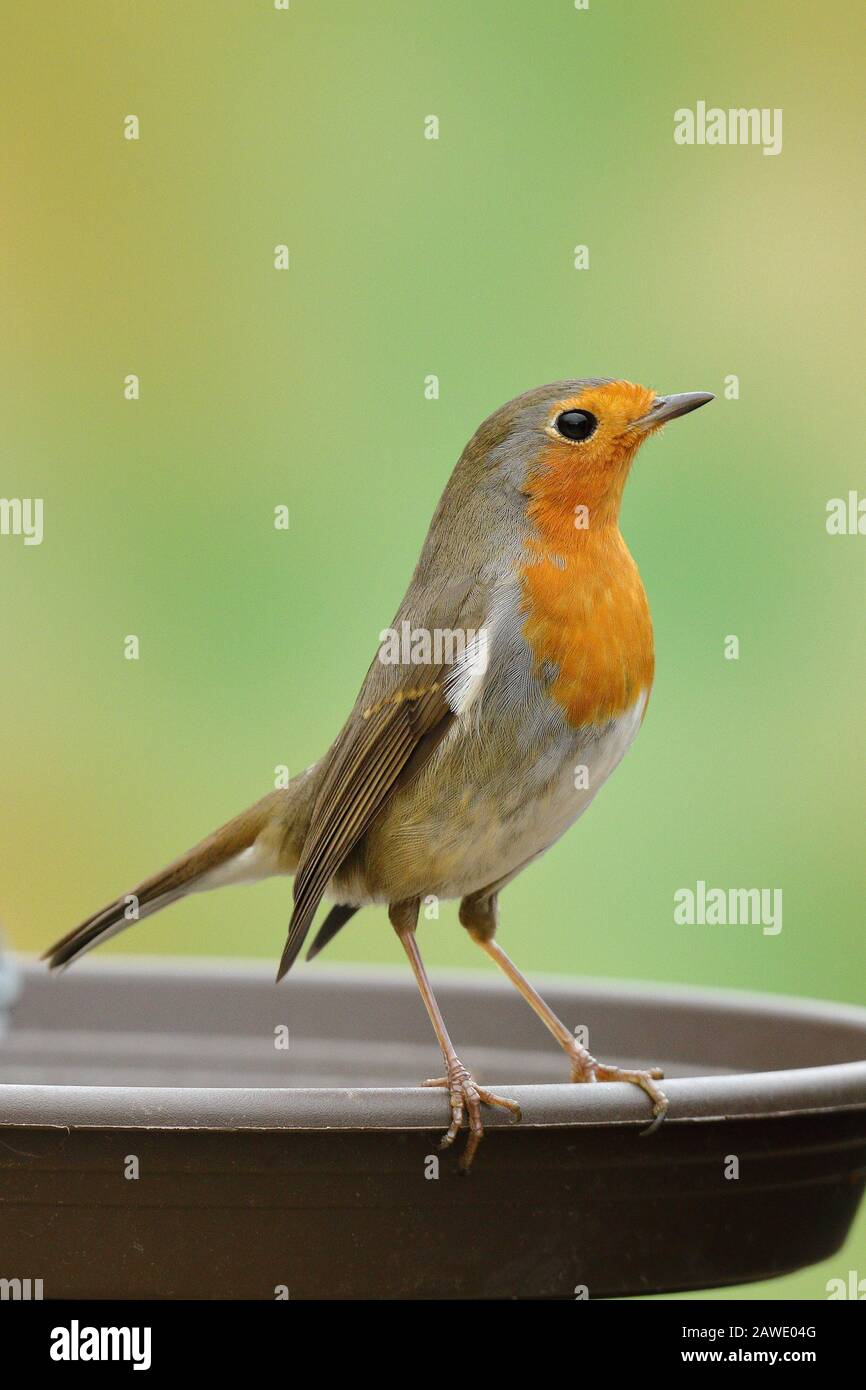 Robin bird bath hi-res stock photography and images - Alamy