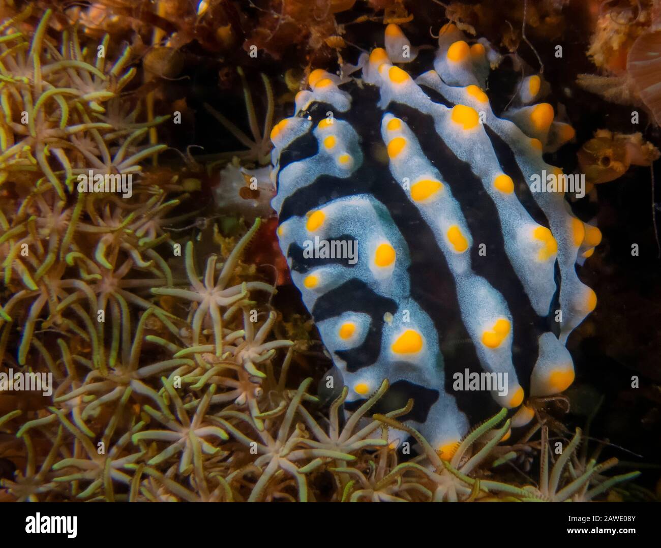 Varicose Wart Slug (Phyllidia Varicosa Stock Photo - Alamy