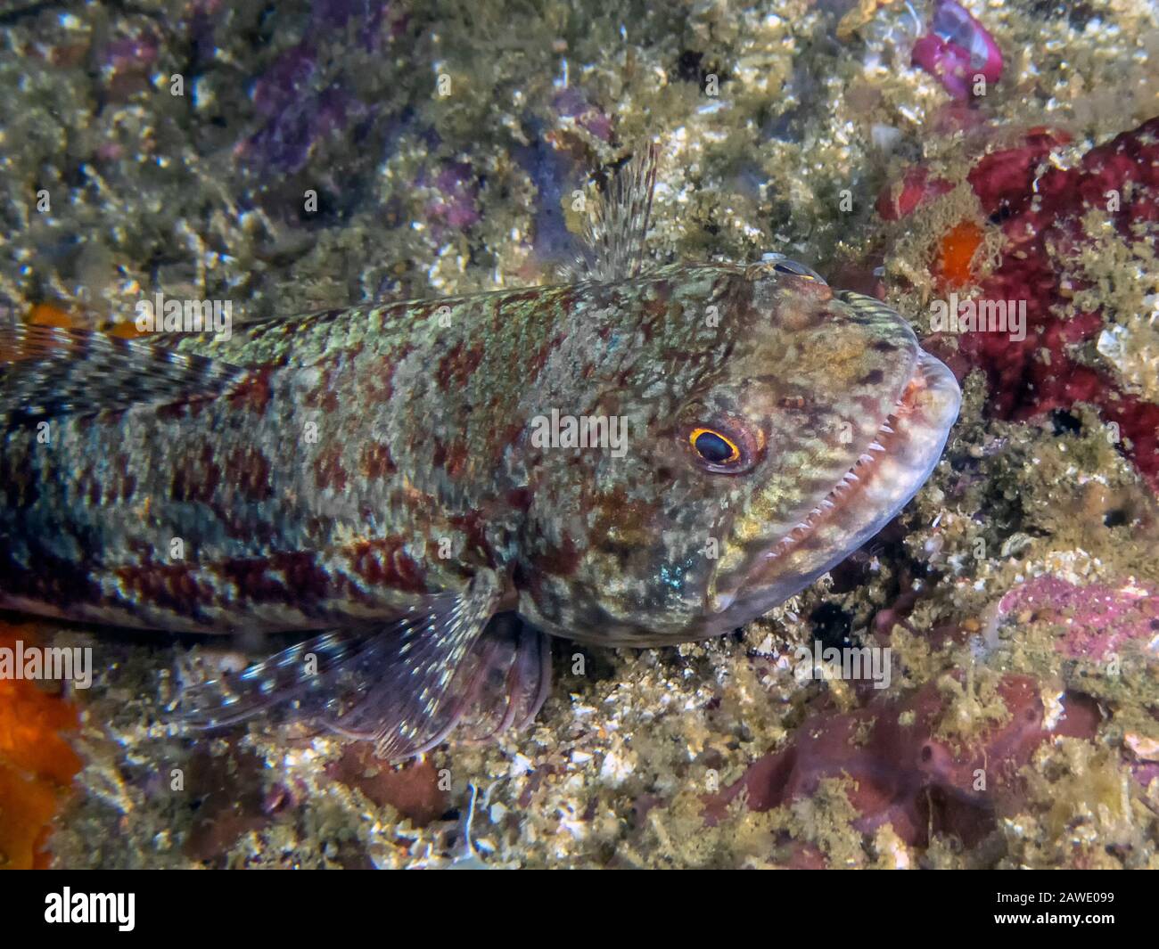 Variegated Lizardfish (Synodus variegatus) in the Philippines Stock ...