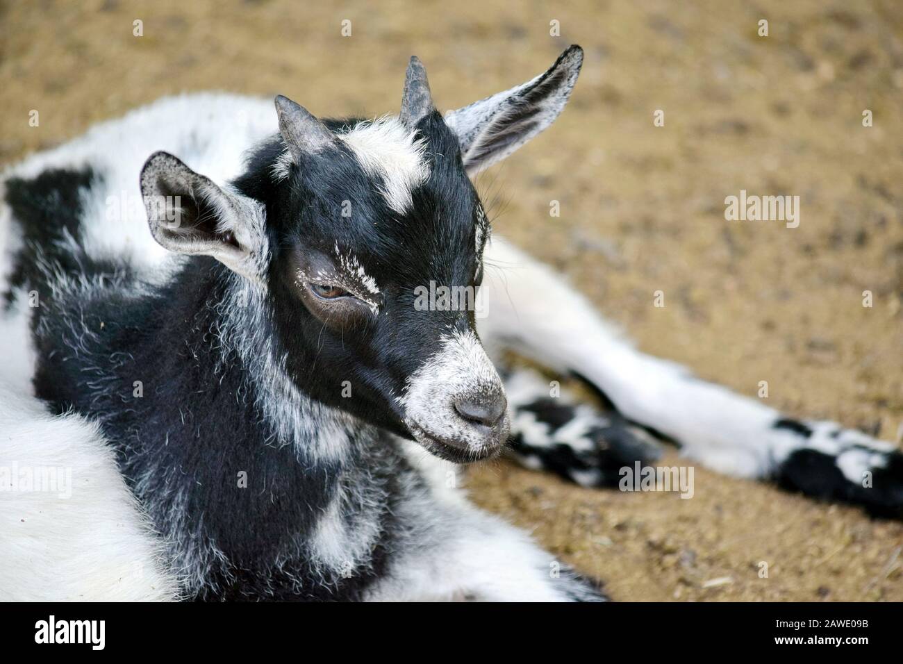 Small Wild Goat Capra Aegagrus Hircus Lying on Ground Portrait Stock ...