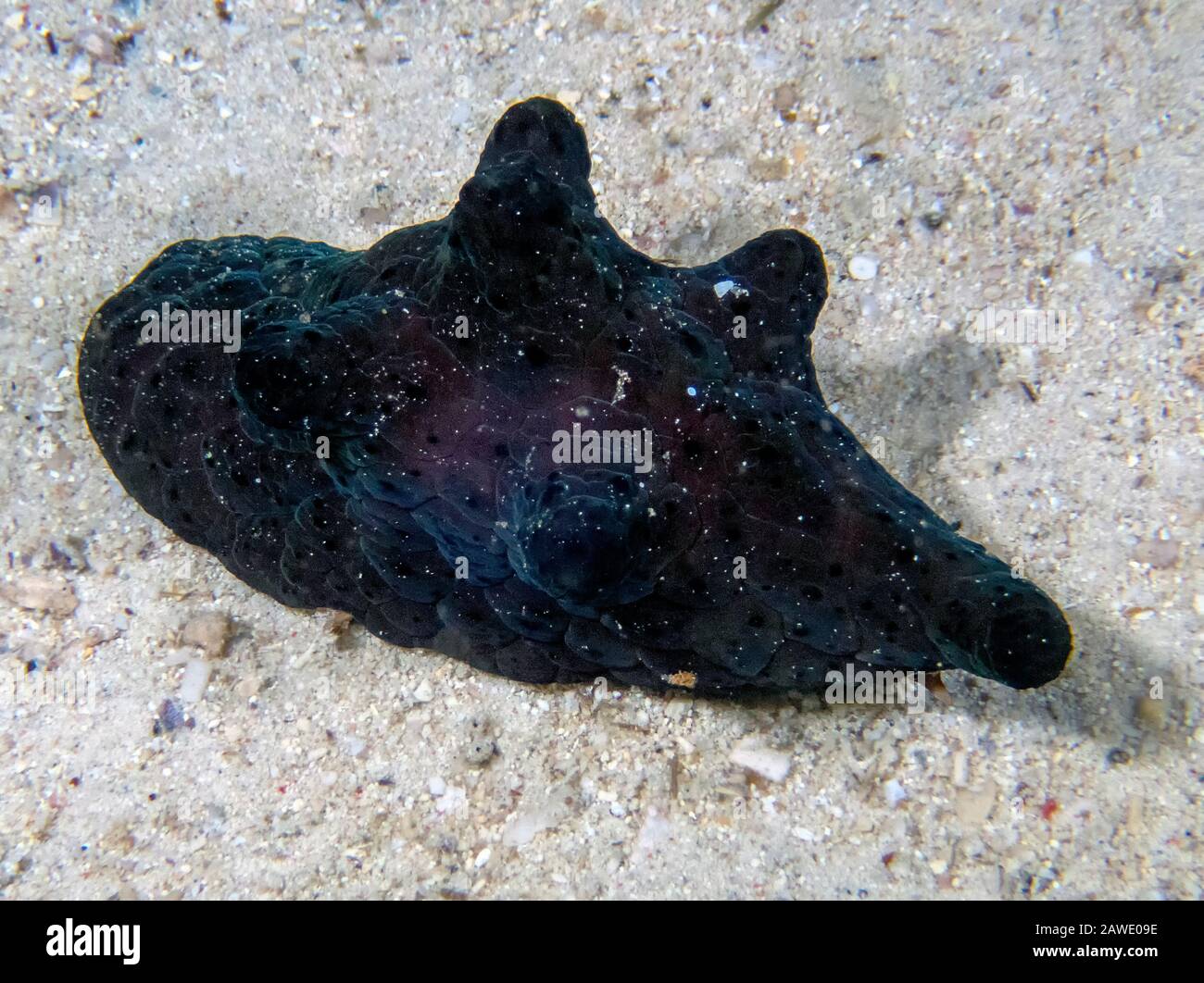 Velutin snail hi-res stock photography and images - Alamy