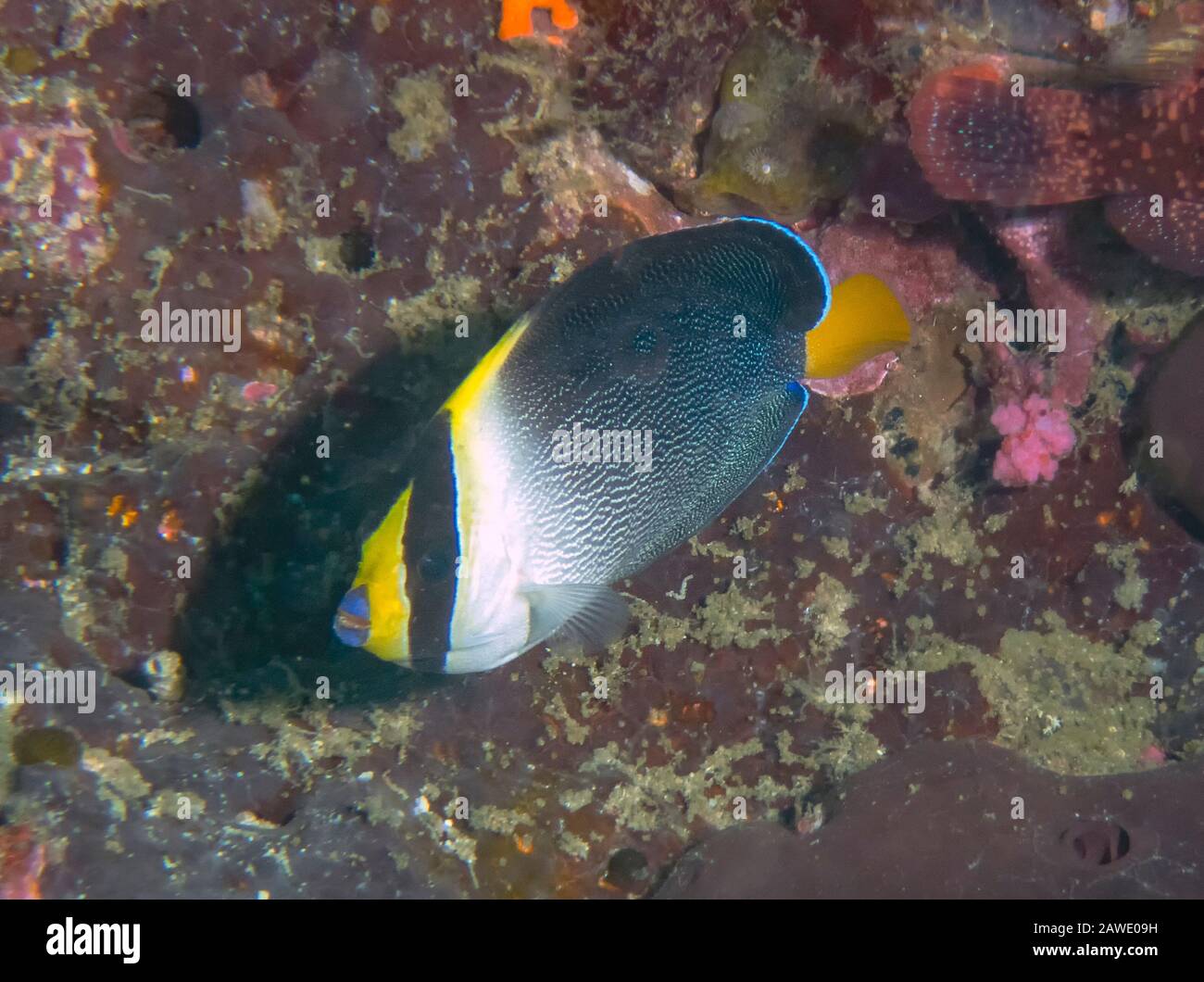 Vermiculated angelfish hi-res stock photography and images - Alamy