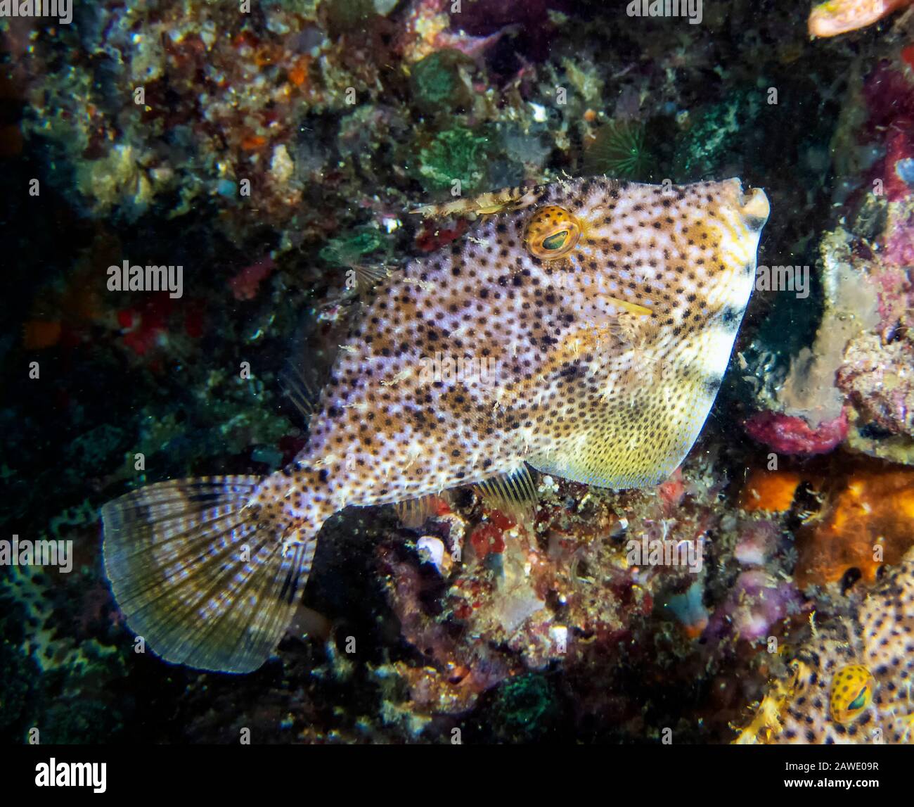 Prickly leatherjacket fish hi-res stock photography and images - Alamy