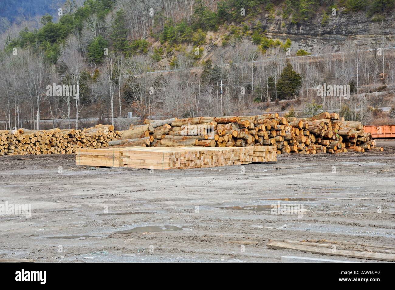Logs and Timber Stacked in a Saw Mill Stock Photo - Alamy