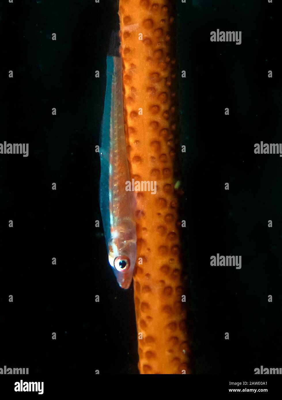 Beautiful underwater whip coral hi-res stock photography and images - Alamy