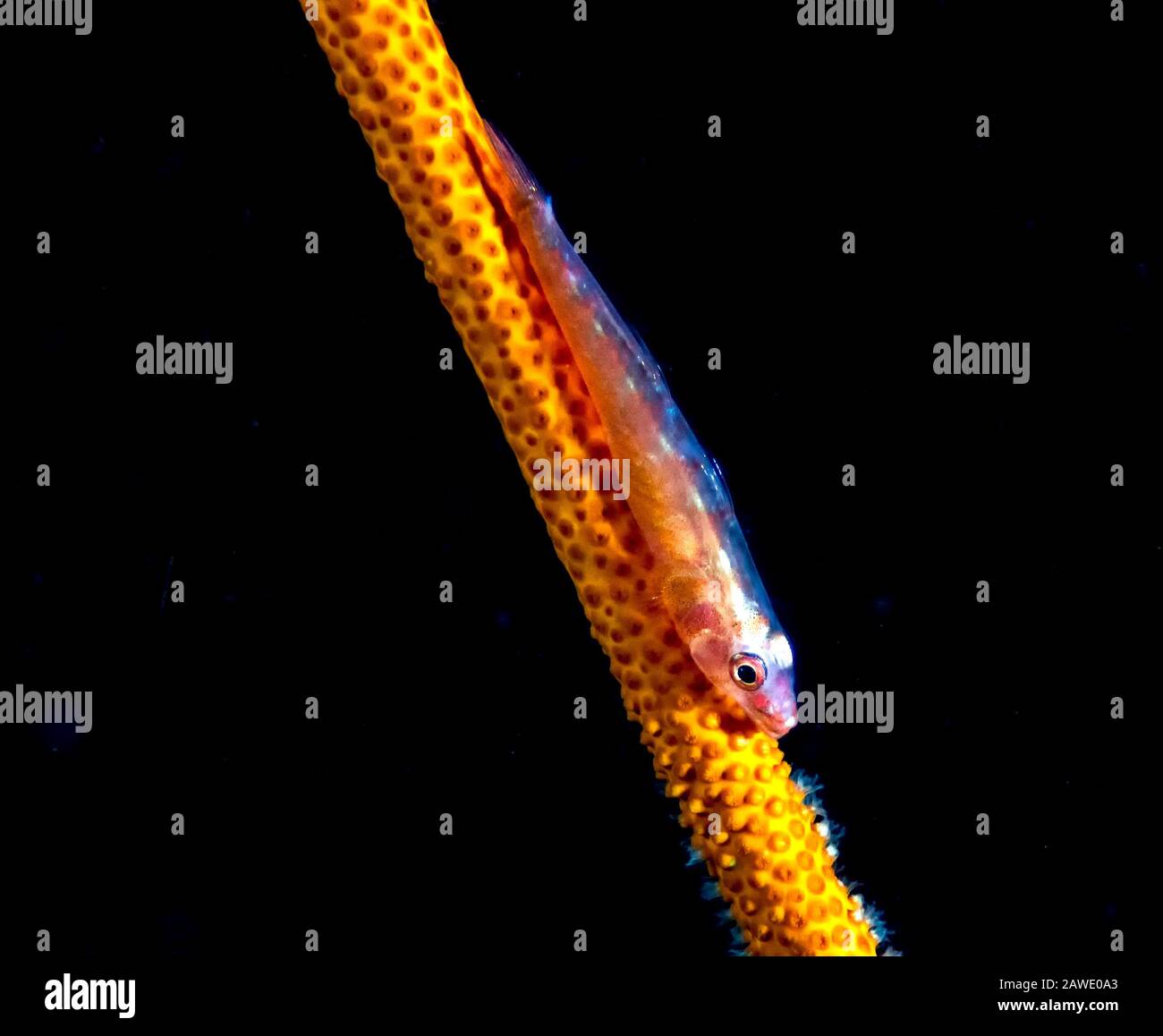 Whip Coral Goby (Bryaninops yongei Stock Photo - Alamy