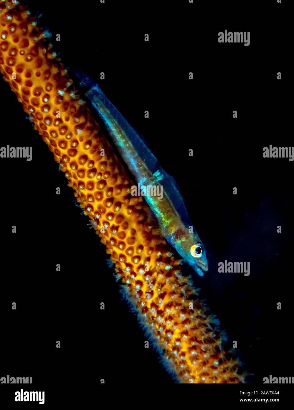 Beautiful underwater whip coral hi-res stock photography and images - Alamy