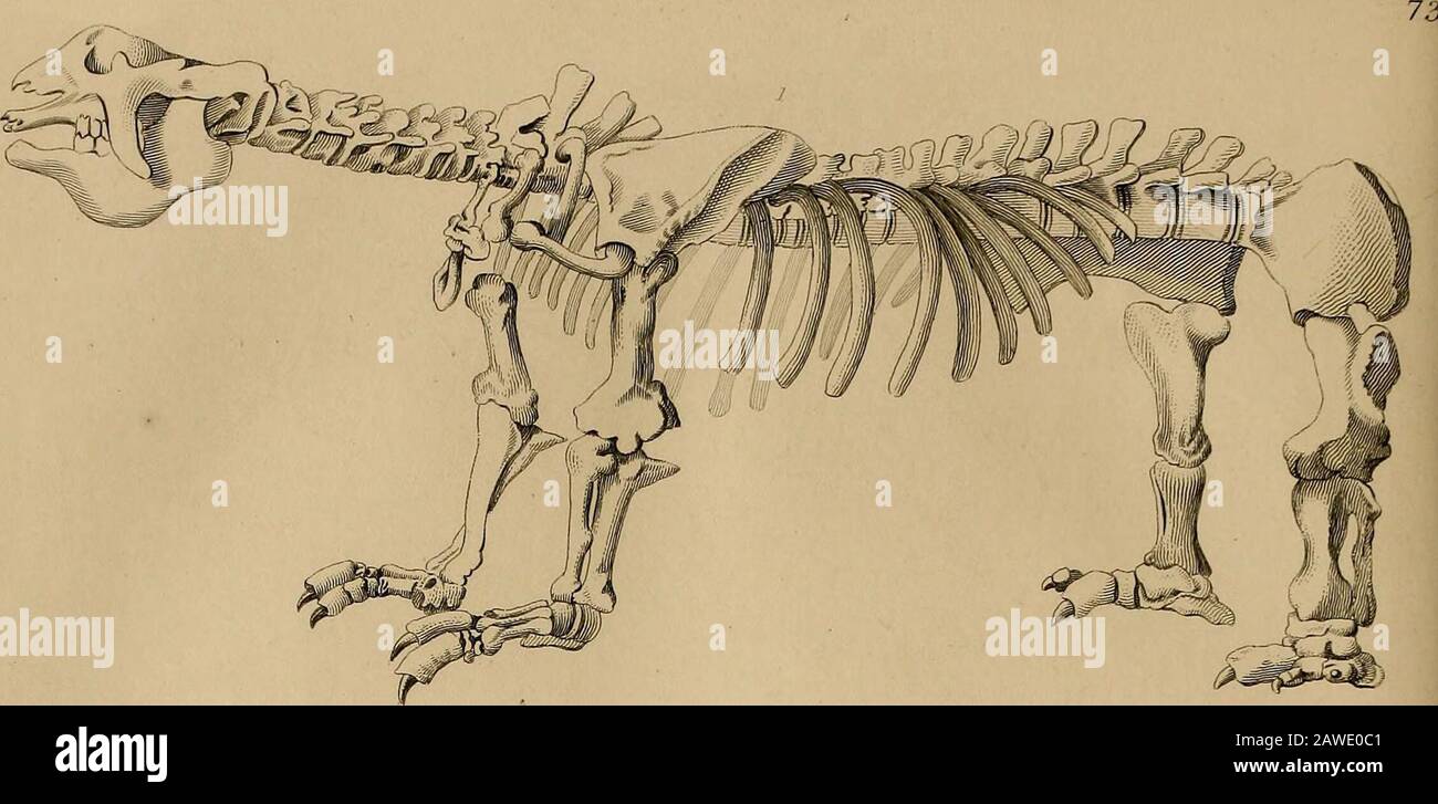 A pictorial atlas of fossil remains, consisting of coloured ...