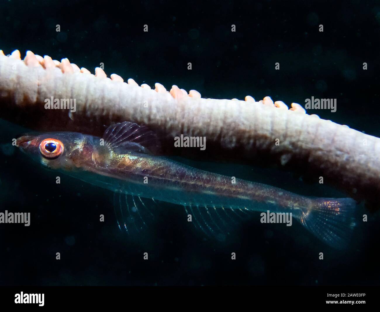 Whip Coral Goby High Resolution Stock Photography and Images - Alamy