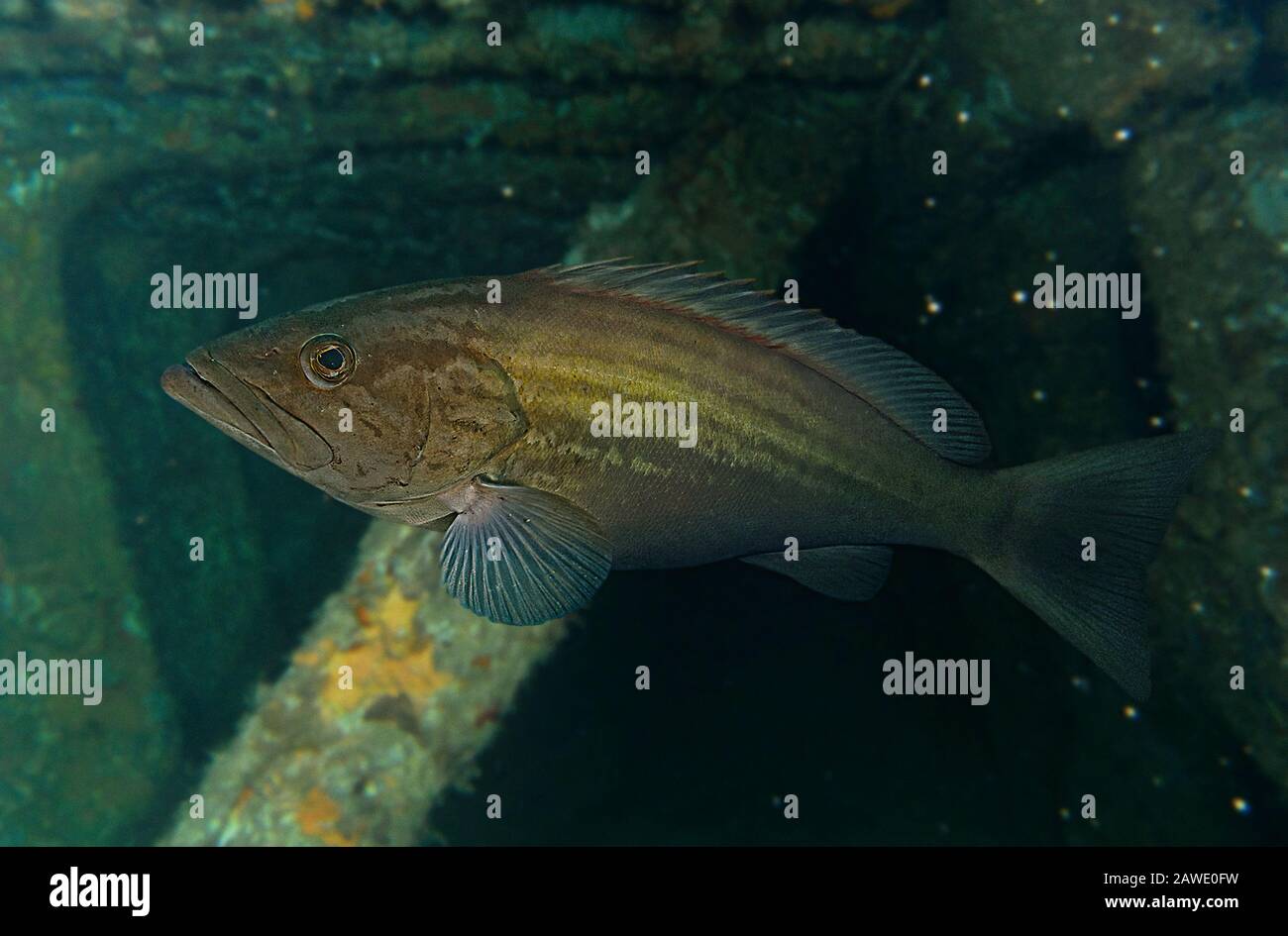 Groupers Stock Photos & Groupers Stock Images - Alamy