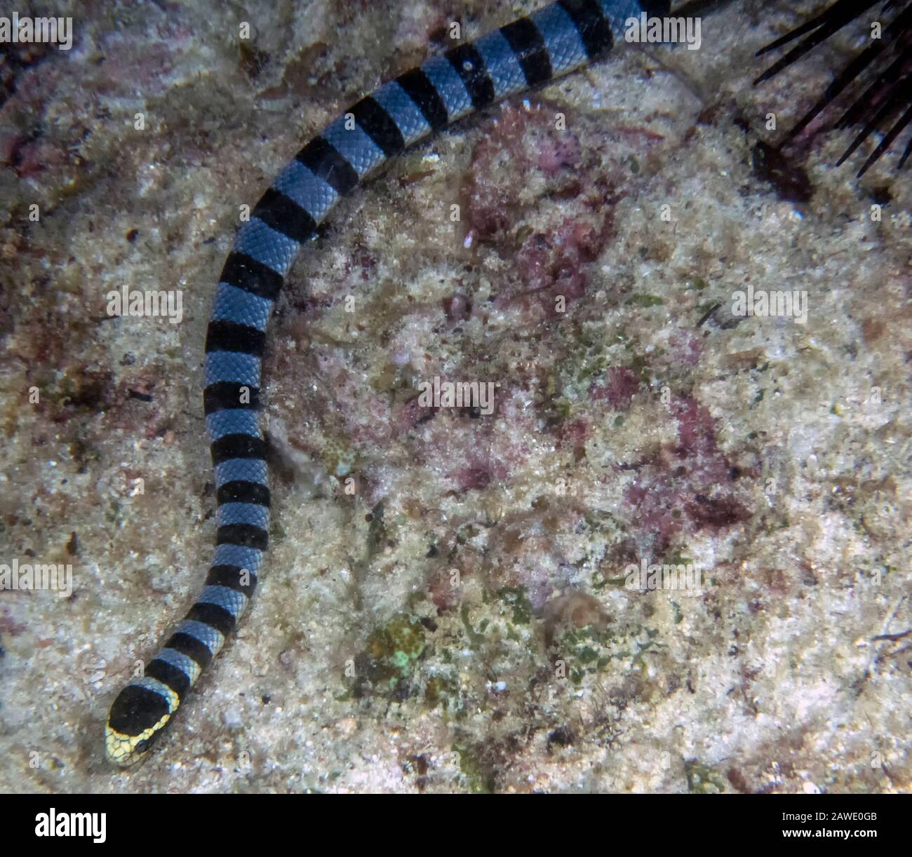 Yellow lipped sea krait hi-res stock photography and images - Alamy