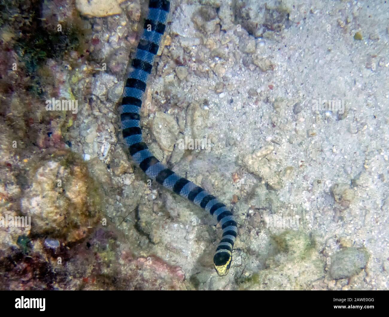 Yellow Lipped Sea Krait (Laticauda colubrina Stock Photo - Alamy