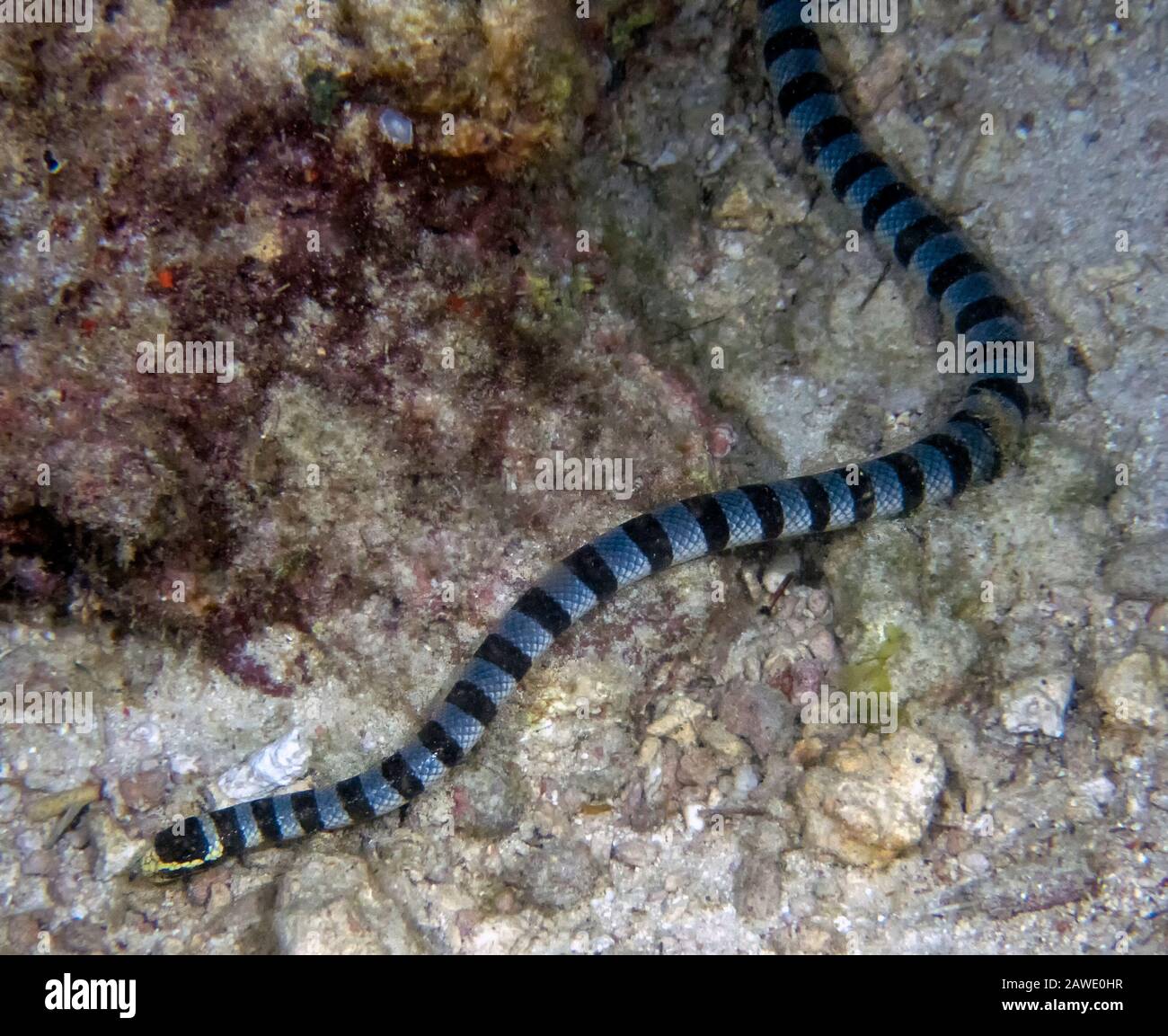 Yellow Lipped Sea Krait (Laticauda colubrina Stock Photo - Alamy