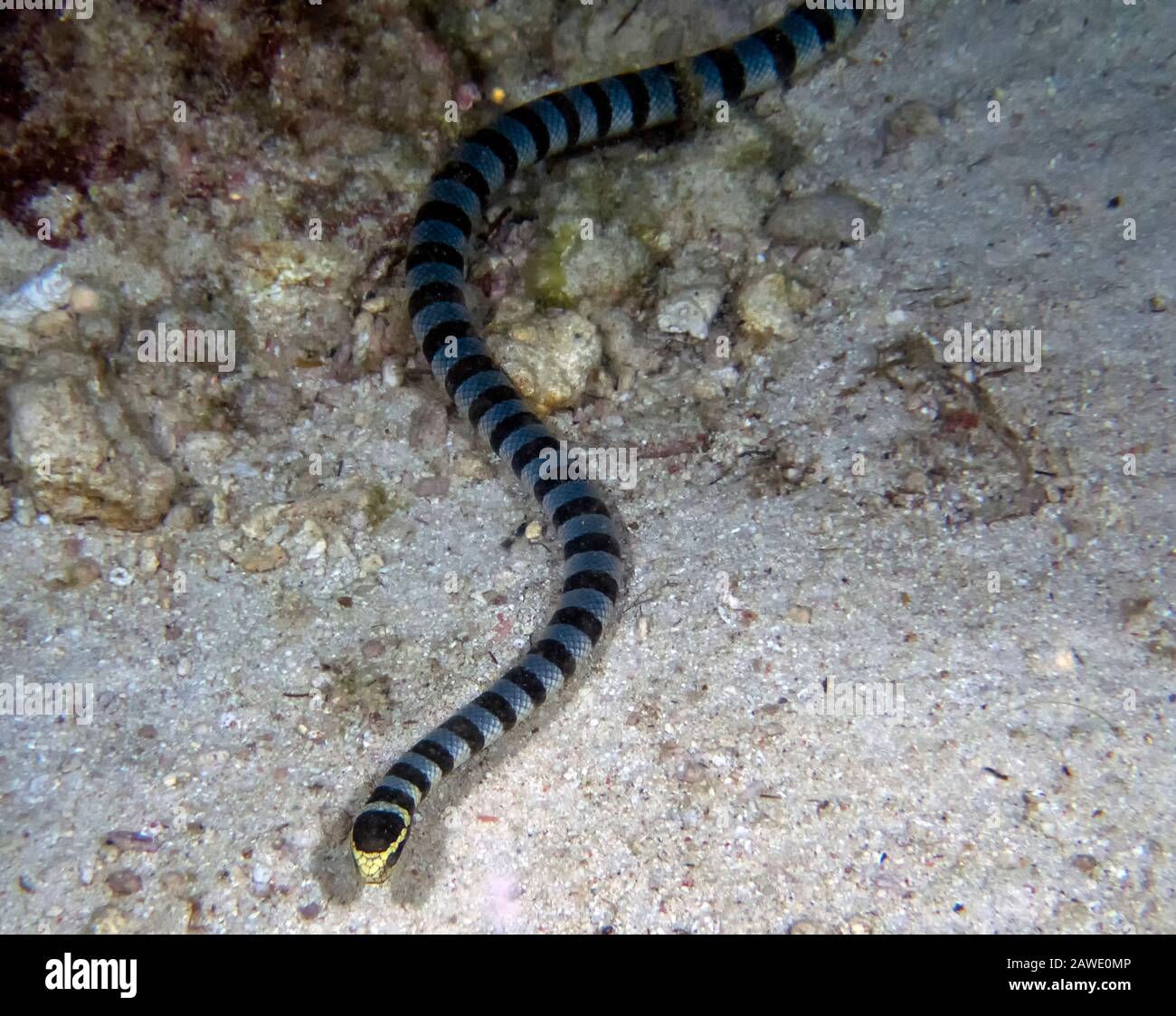 Yellow Lipped Sea Krait (Laticauda colubrina Stock Photo - Alamy
