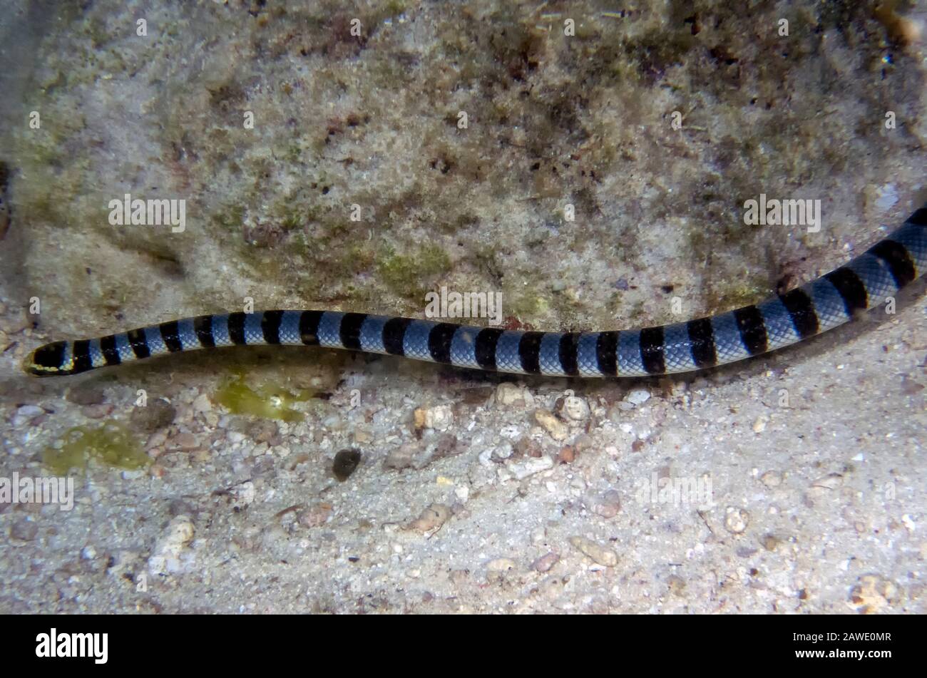 Yellow Lipped Sea Krait (Laticauda colubrina Stock Photo - Alamy