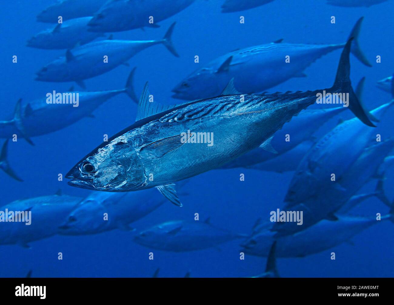 Tunny Fish High Resolution Stock Photography and Images - Alamy