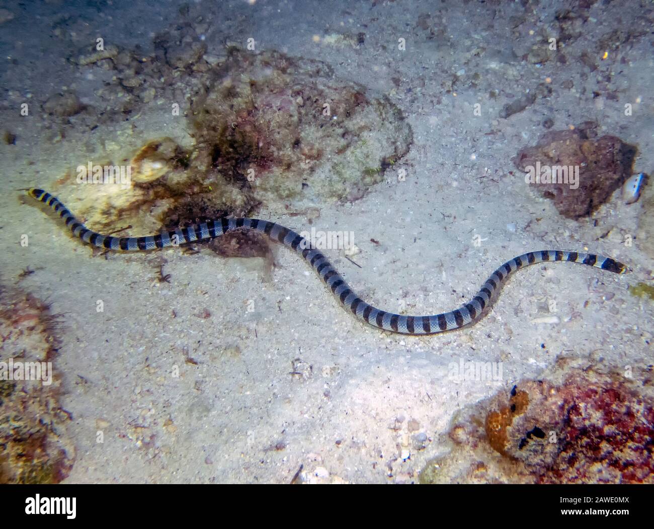 Yellow Lipped Sea Krait (Laticauda colubrina Stock Photo - Alamy