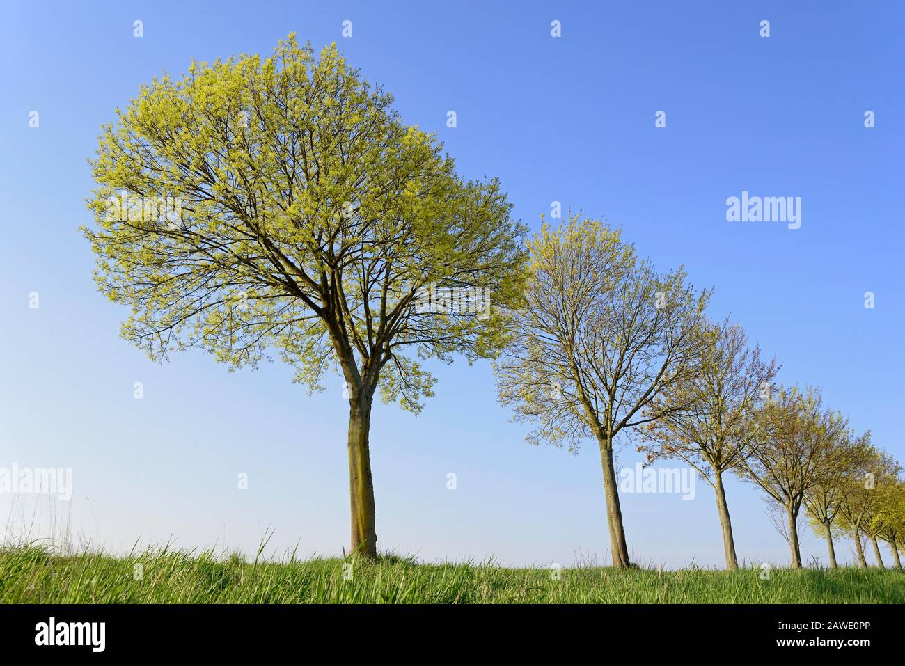 Maple (Acer), row of trees in spring with blue sky, flowering season ...