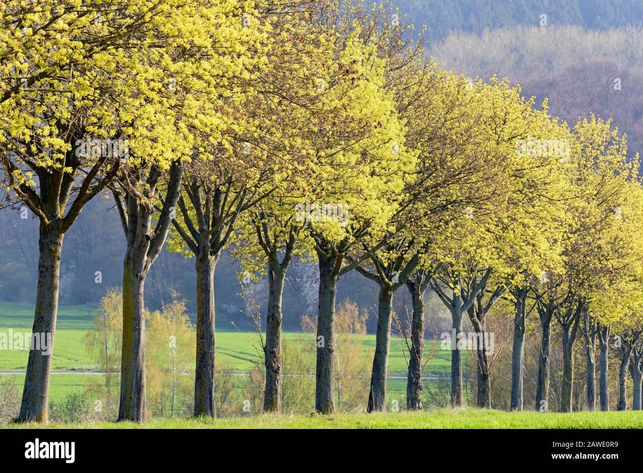 Maple (Acer), tree row in spring, flowering time, North Rhine ...