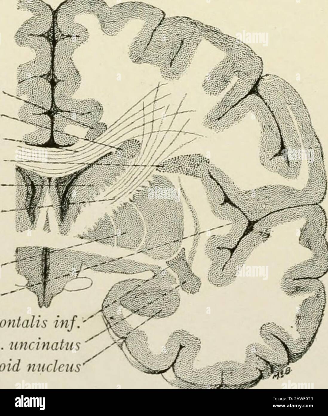Uncinate Fasciculus Anatomy
