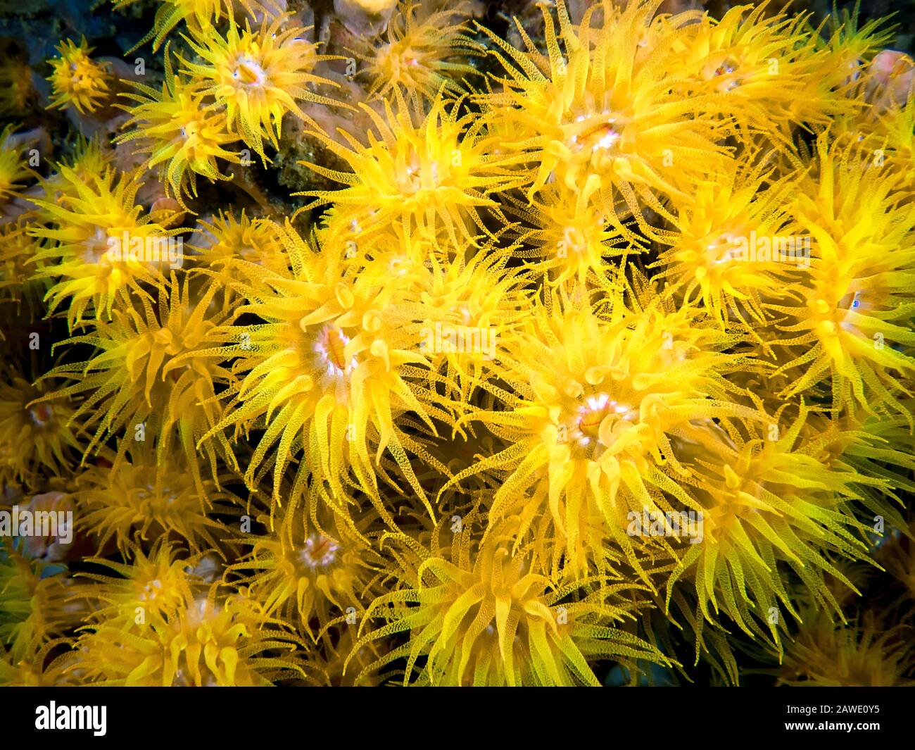 Yellow Sun Coral (Tubastrea aurea Stock Photo - Alamy