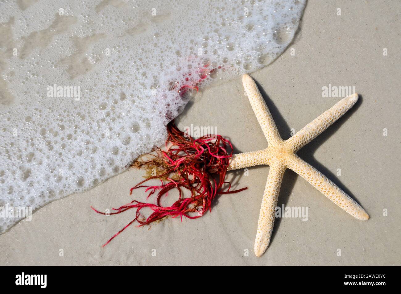 Starfish and Red Sea Weed in the Surf Stock Photo - Alamy