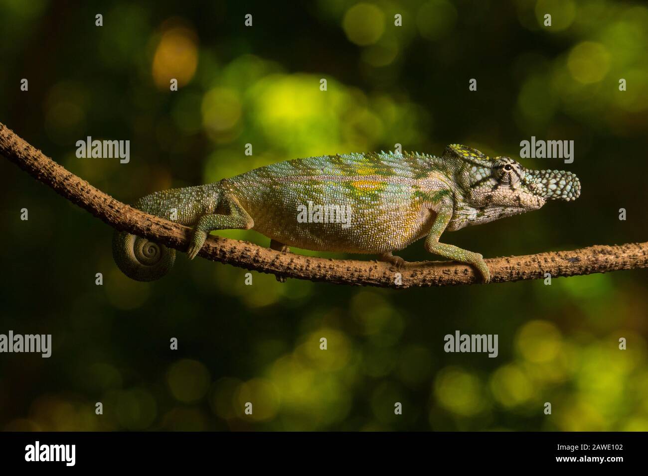 Rhinoceros chameleon (Furcifer rhinoceratus) in splendid coloration ...