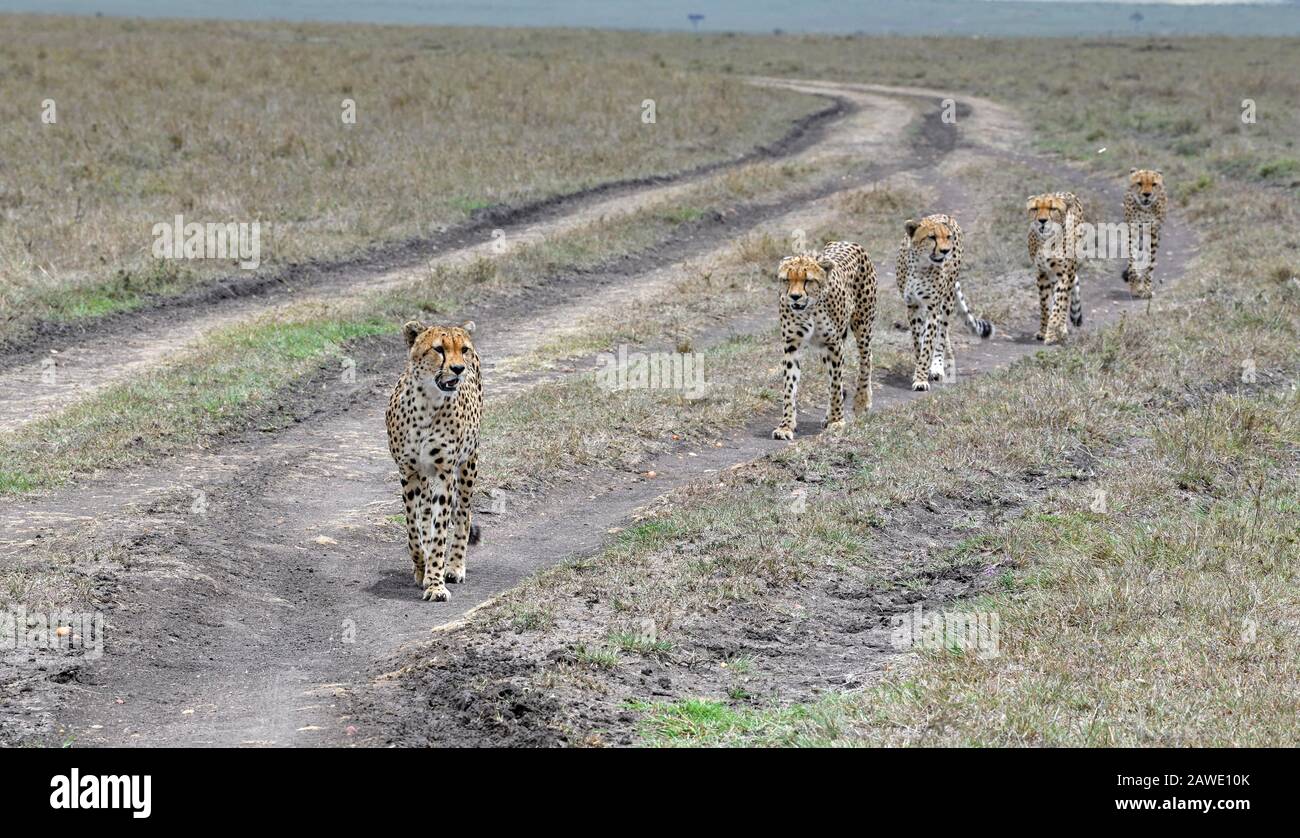 Five Cheetahs (Acinonyx jubatus), setting off for hunting, Masai Mara ...