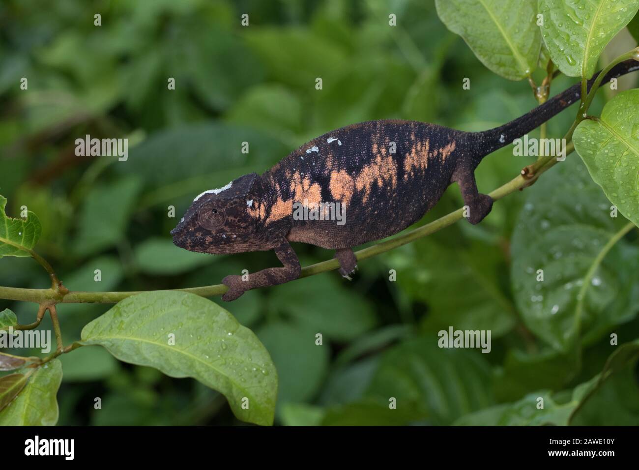 Female in gestation coloration hi-res stock photography and images - Alamy