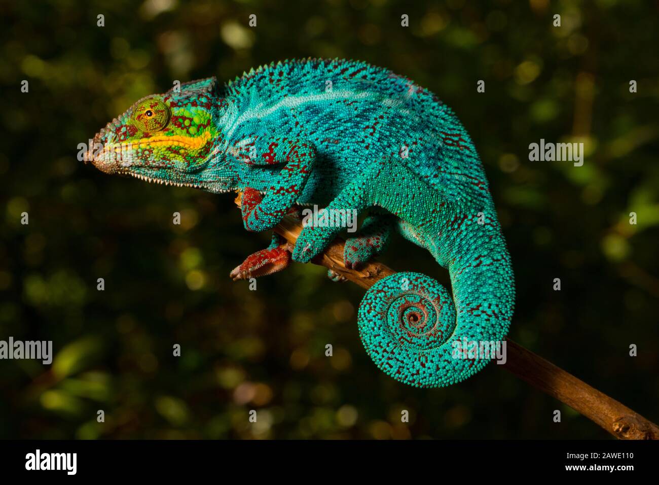 Nosy Faly Panther Chameleon