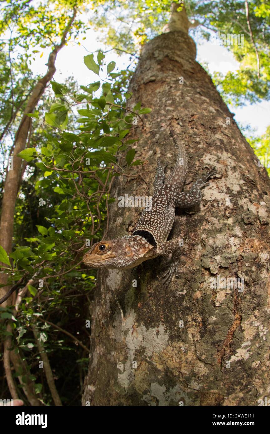 Large collared iguanid lizard (Oplurus cuvieri) on a tree trunk ...