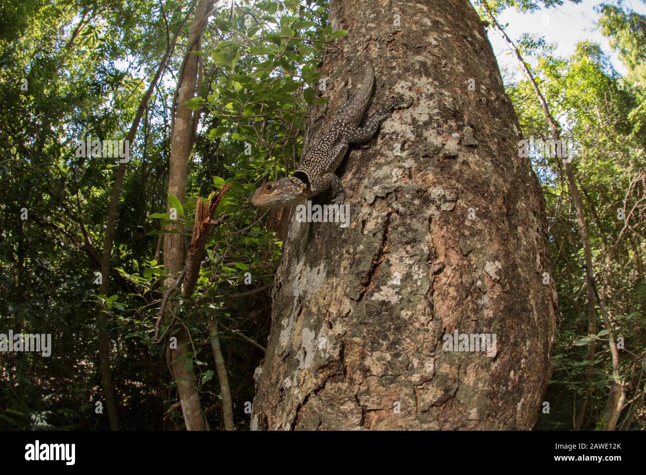 Large collared iguanid lizard (Oplurus cuvieri) on a tree trunk ...